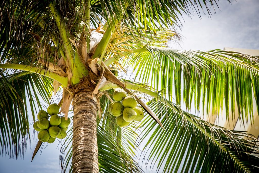 Amazing Health Benefits of Coconut - NG Thoughts