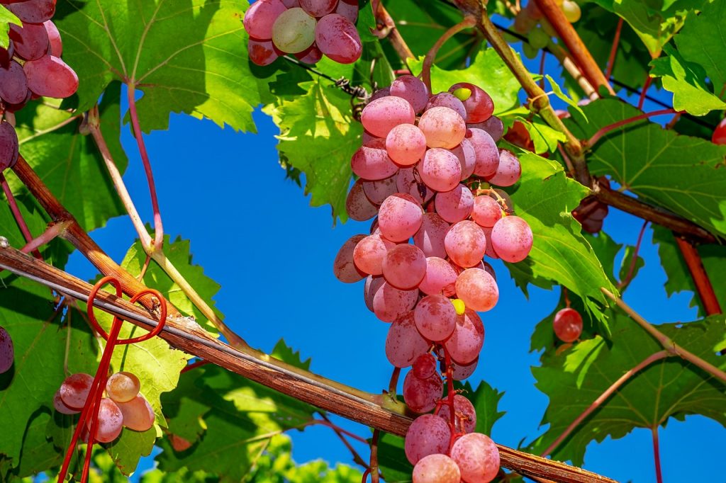 Best Health Benefits of Grapes - NG Thoughts