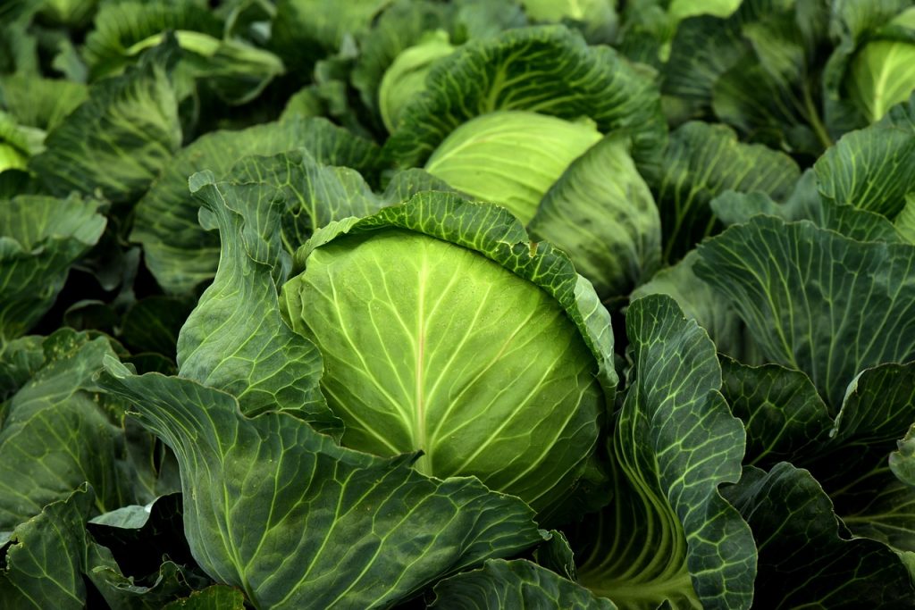 Impressive Health Benefits of Cabbage - NG Thoughts